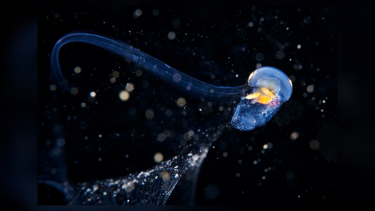 Oikopleura sp.01 Larvacea, Pelagische Seescheide