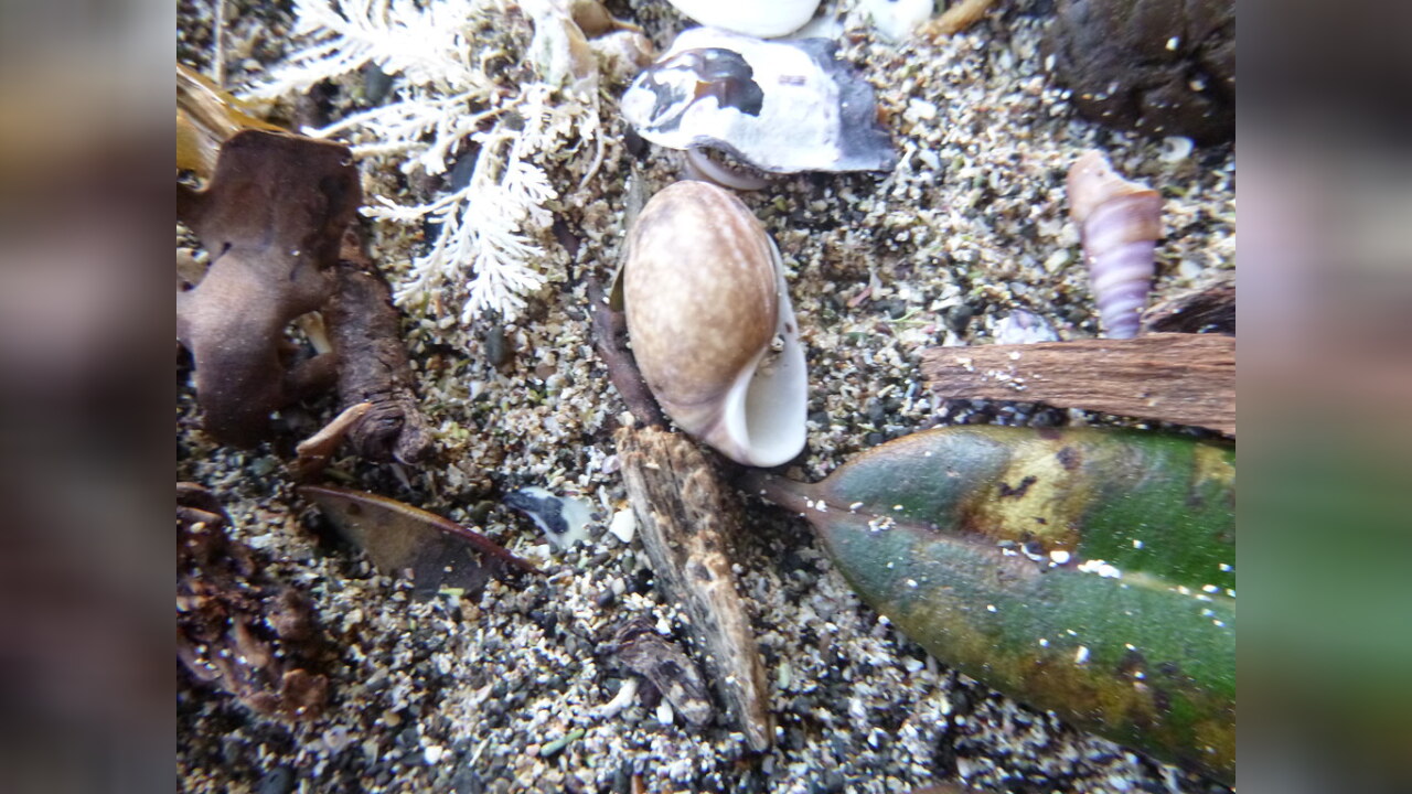 Bulla punctulata bubble snail