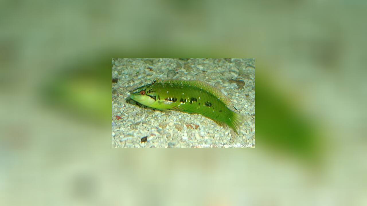 Novaculoides macrolepidotus Green-banner wrasse, Seagrass nurse ...