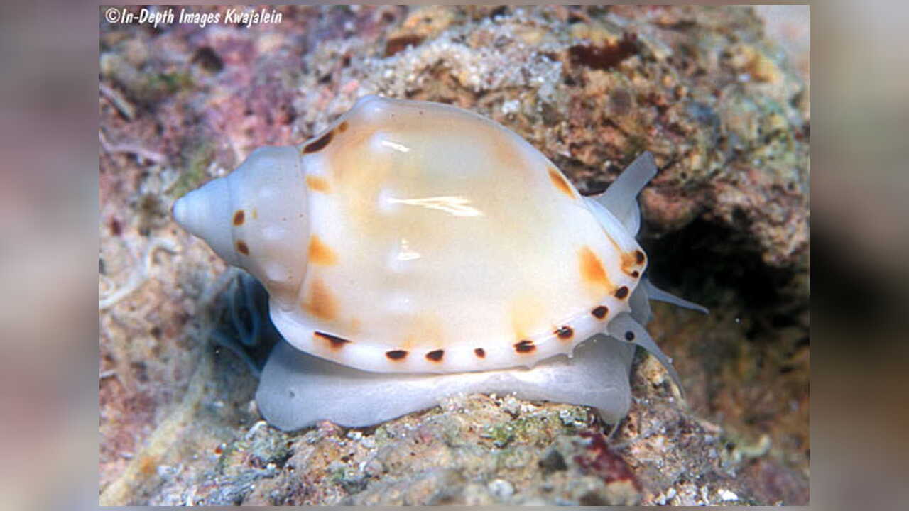 Casmaria erinaceus Igel-Helmschnecke