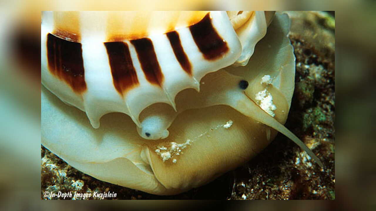 Casmaria erinaceus Igel-Helmschnecke