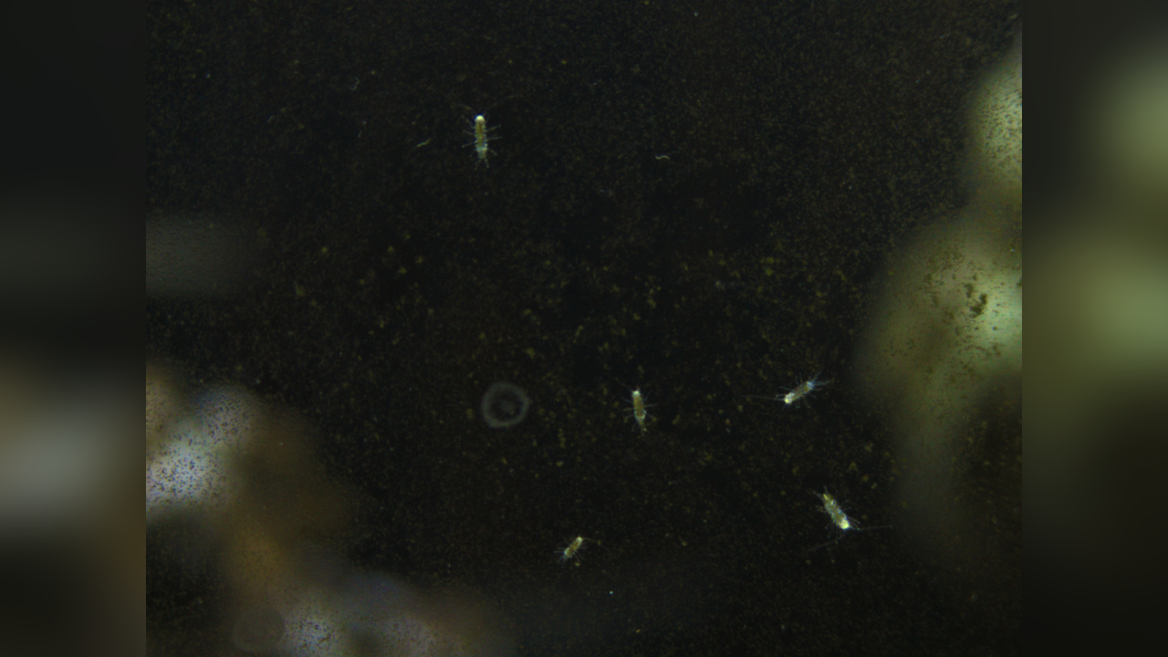 Isopoda sp.02 Munnid isopods