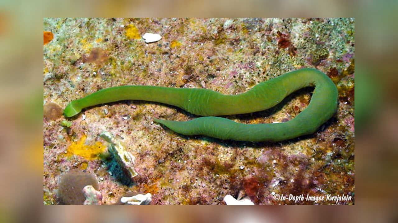 Lineus fuscoviridis Green Nemertine, Ribbon Worm