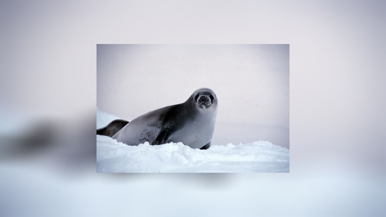 Lobodon carcinophagus Crabeater Seal