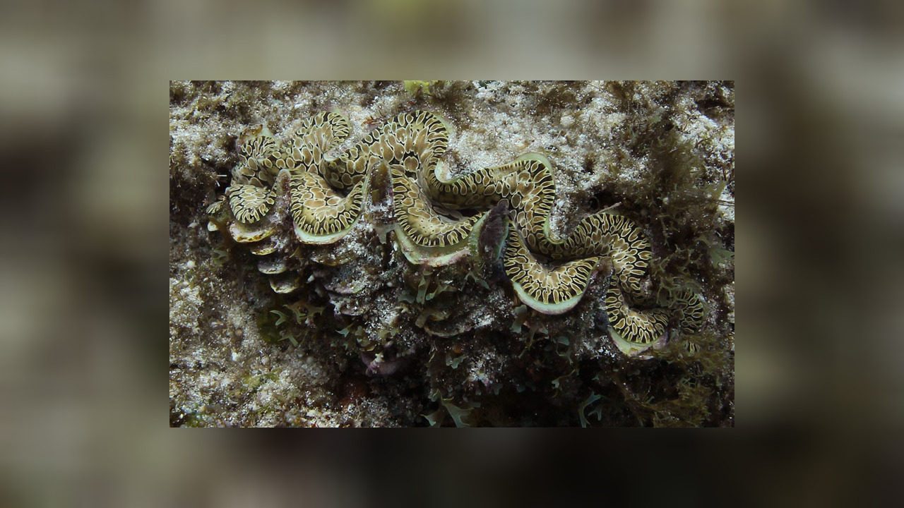 Tridacna noae