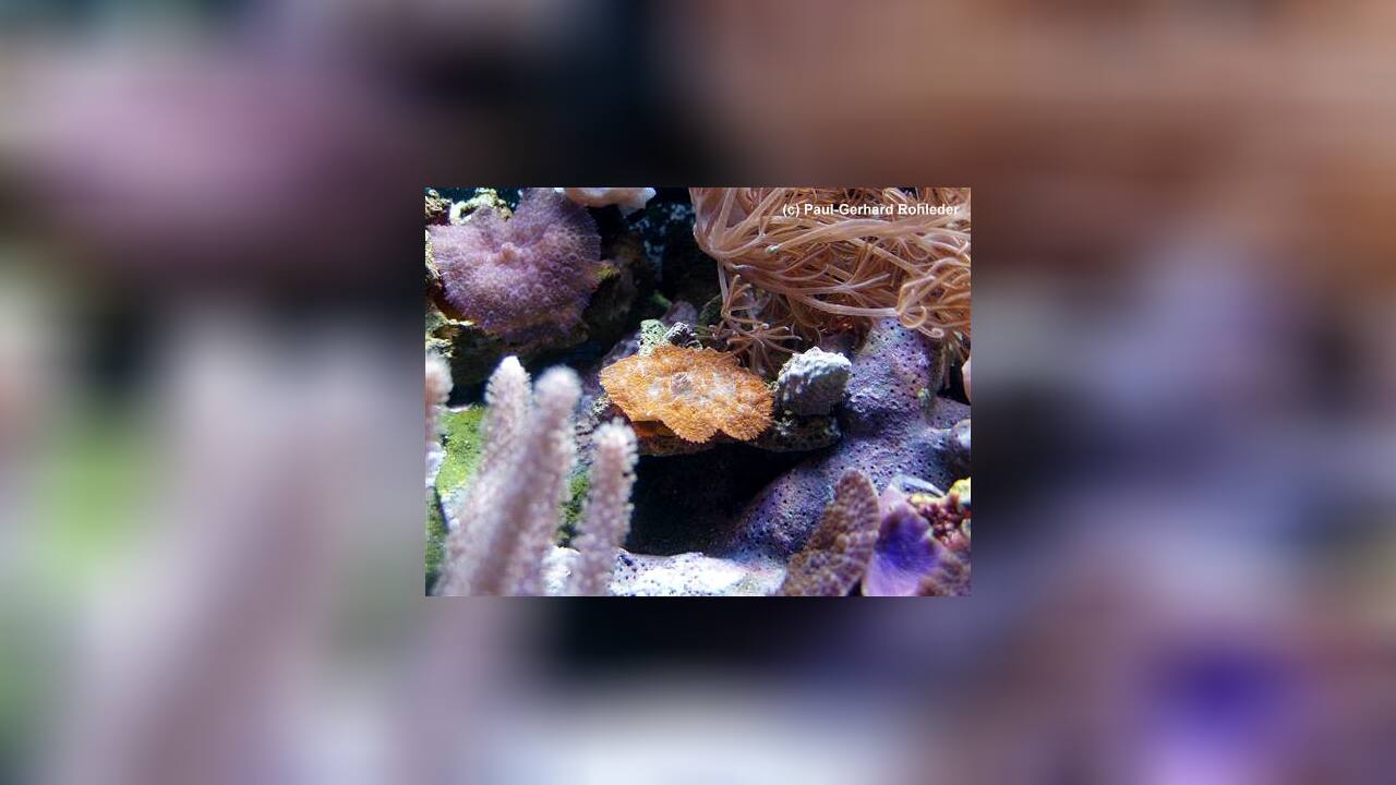 Rhodactis sp. 14 Mushroom