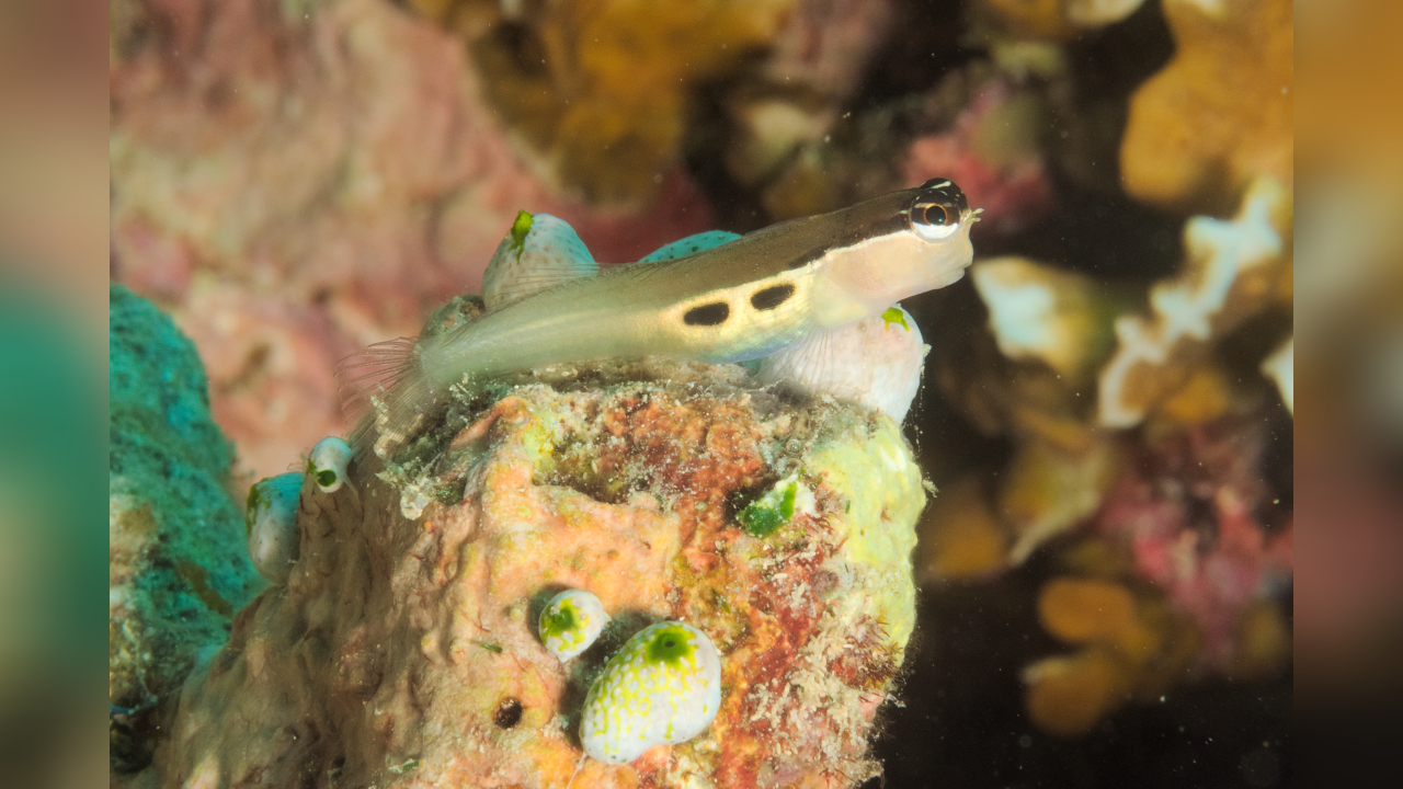 Ecsenius bimaculatus Lined Blenny, Twin-spot Combtooth-Blenny