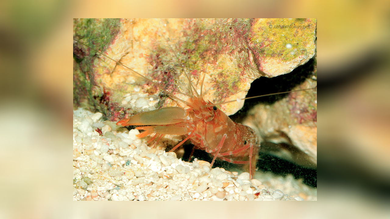 Alpheus parvimaculatus Alpheus parvimaculatus