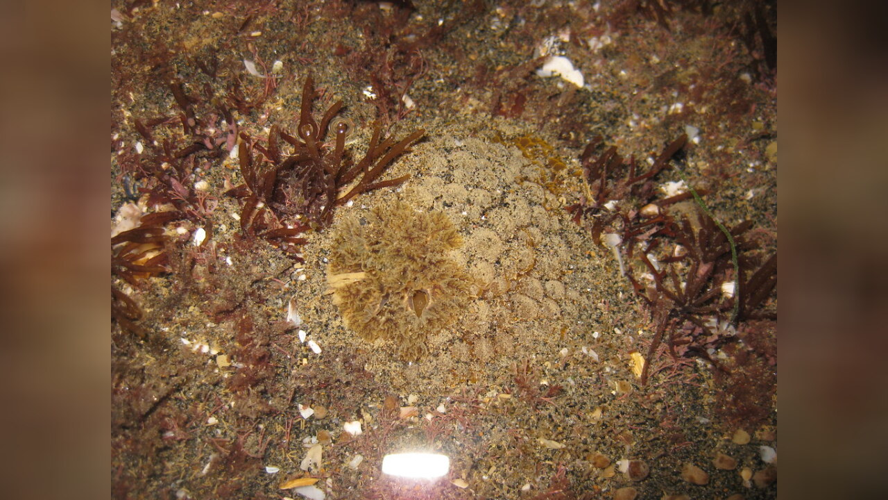 Doris wellingtonensis Warty seaslug