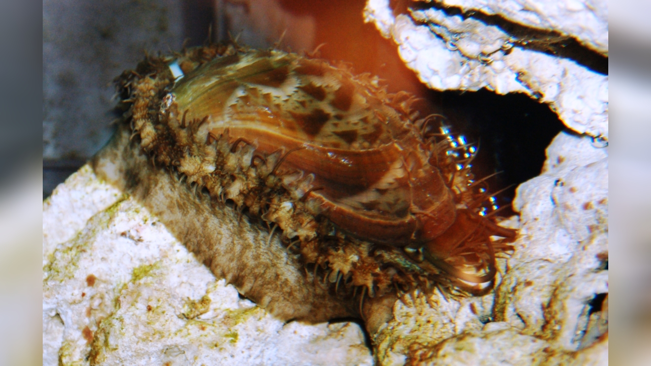 Haliotis varia variable abalone, ear shell