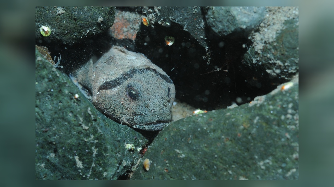 Harpagifer antarcticus Antarctic spiny plunderfish