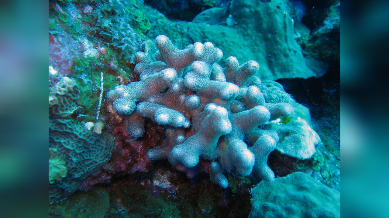 Porites furcata stony coral