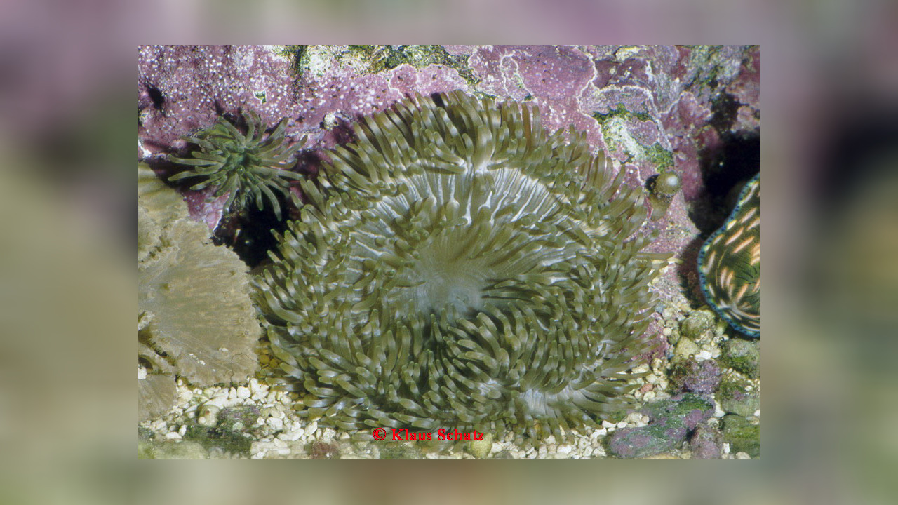 Heteractis malu Sebae Anemone, Leathery sea anemone