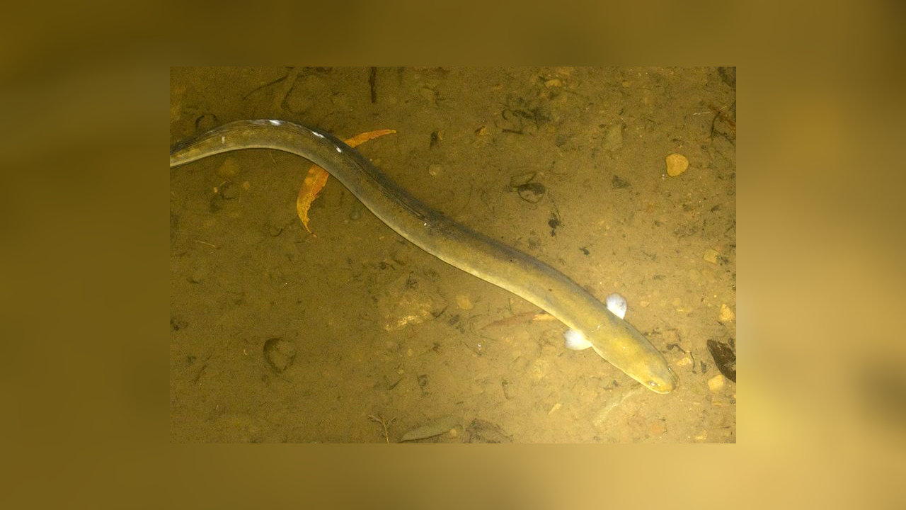 Anguilla australis Kurzflossen-Aal, Australischer Aal, Südlicher Aal