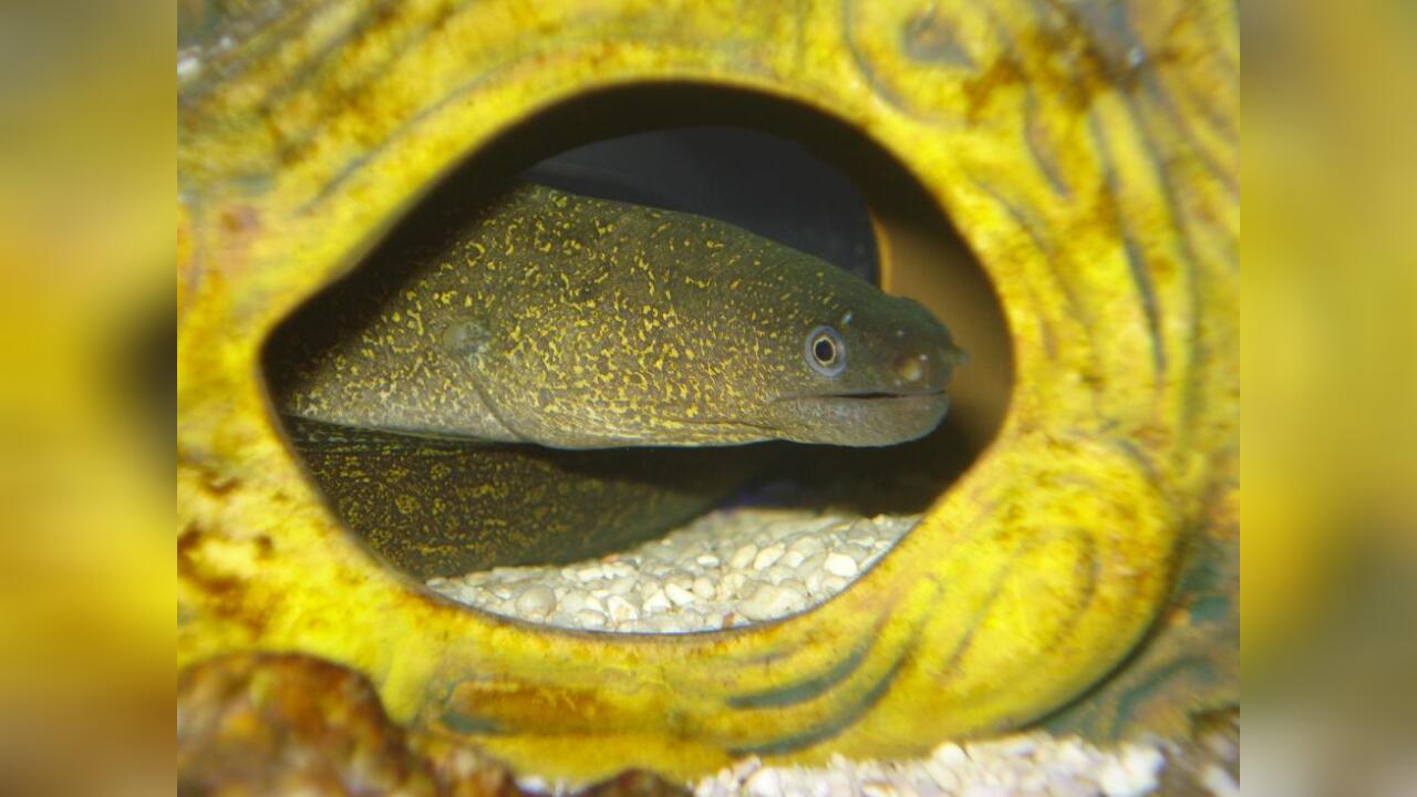 Gymnothorax tile Indian mud moray