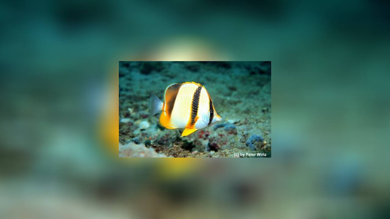Chaetodon robustus Three-banded butterflyfish