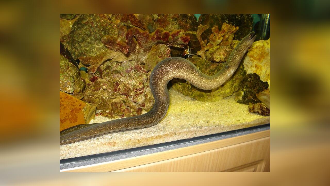 Gymnothorax tile Indian mud moray