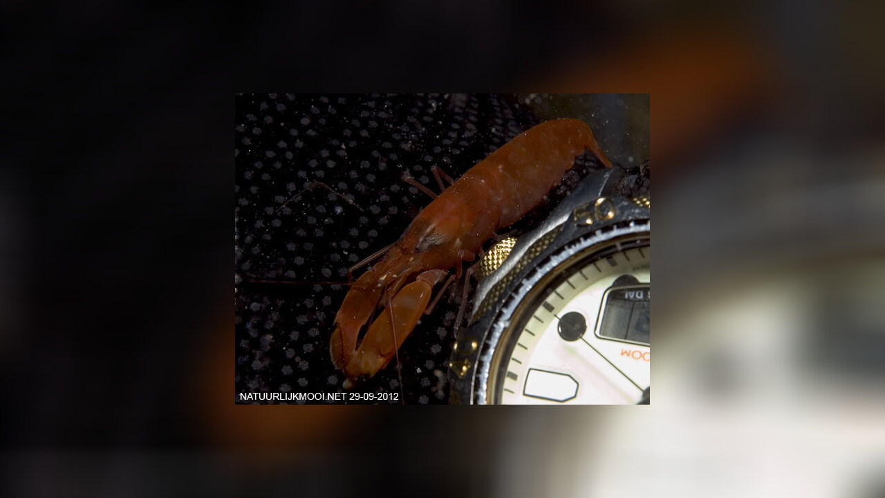 Alpheus glaber red snapping shrimp, Pistol Shrimp