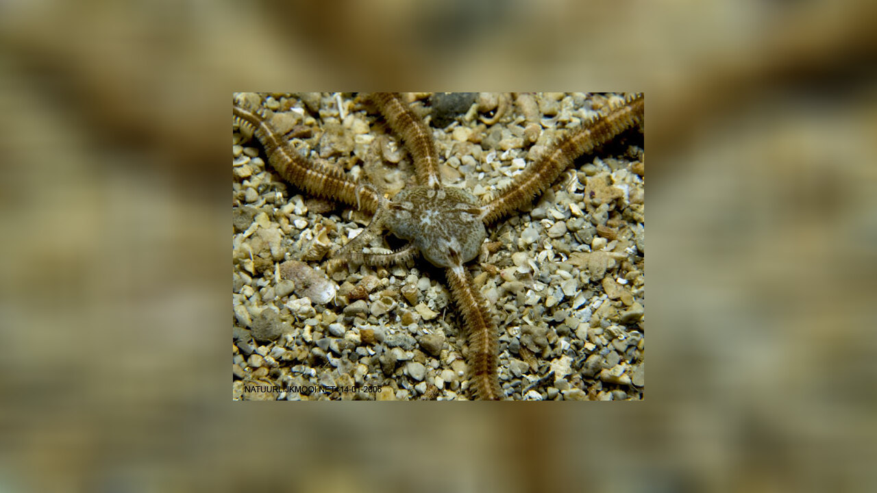 Ophiopsila annulosa Schlangenstern