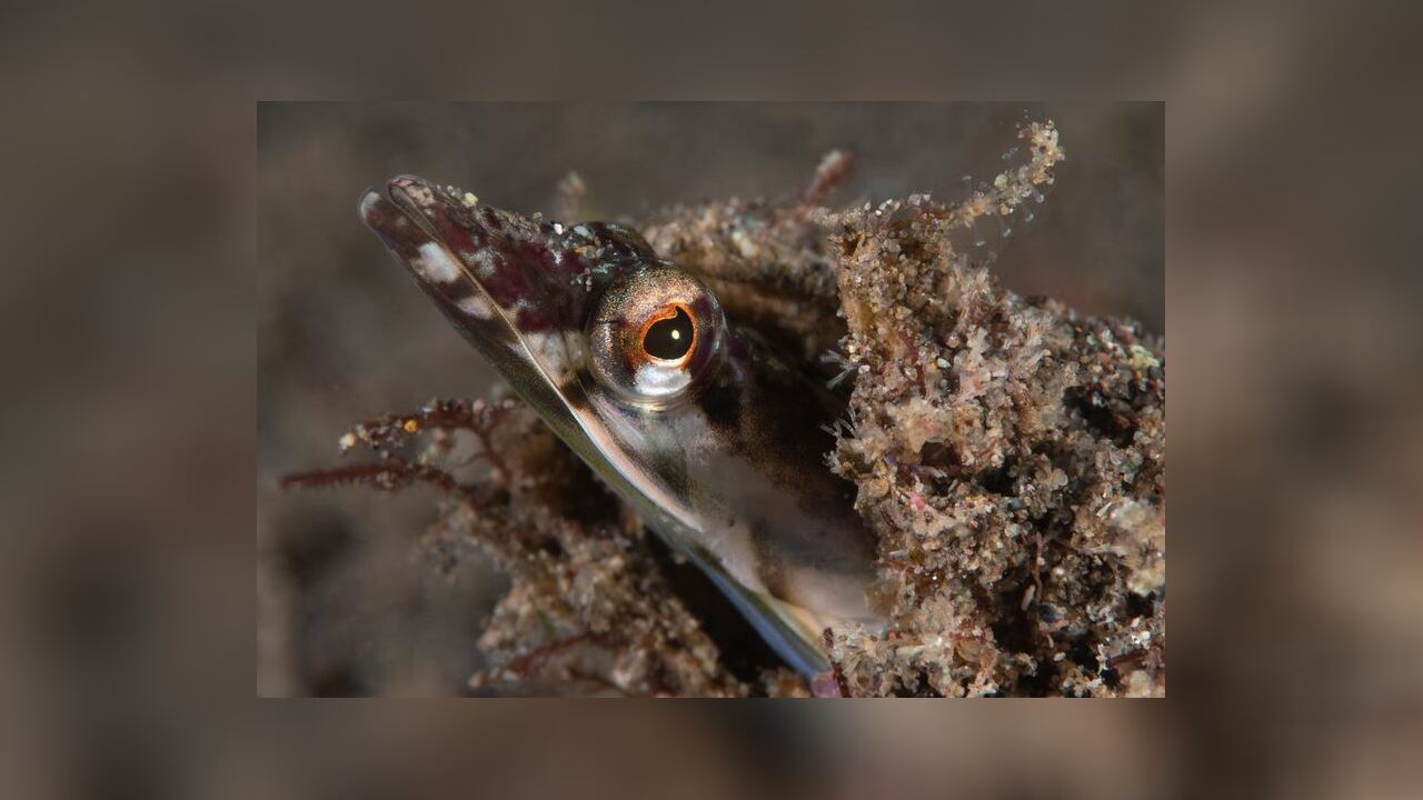 Chaenopsis alepidota Orangethroat Pike Blenny