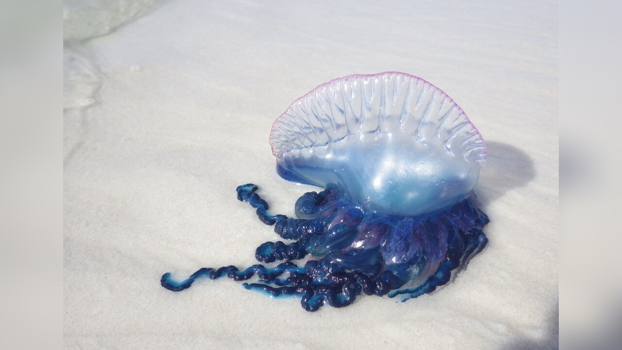 Physalia physalis Portugiesische Galeere