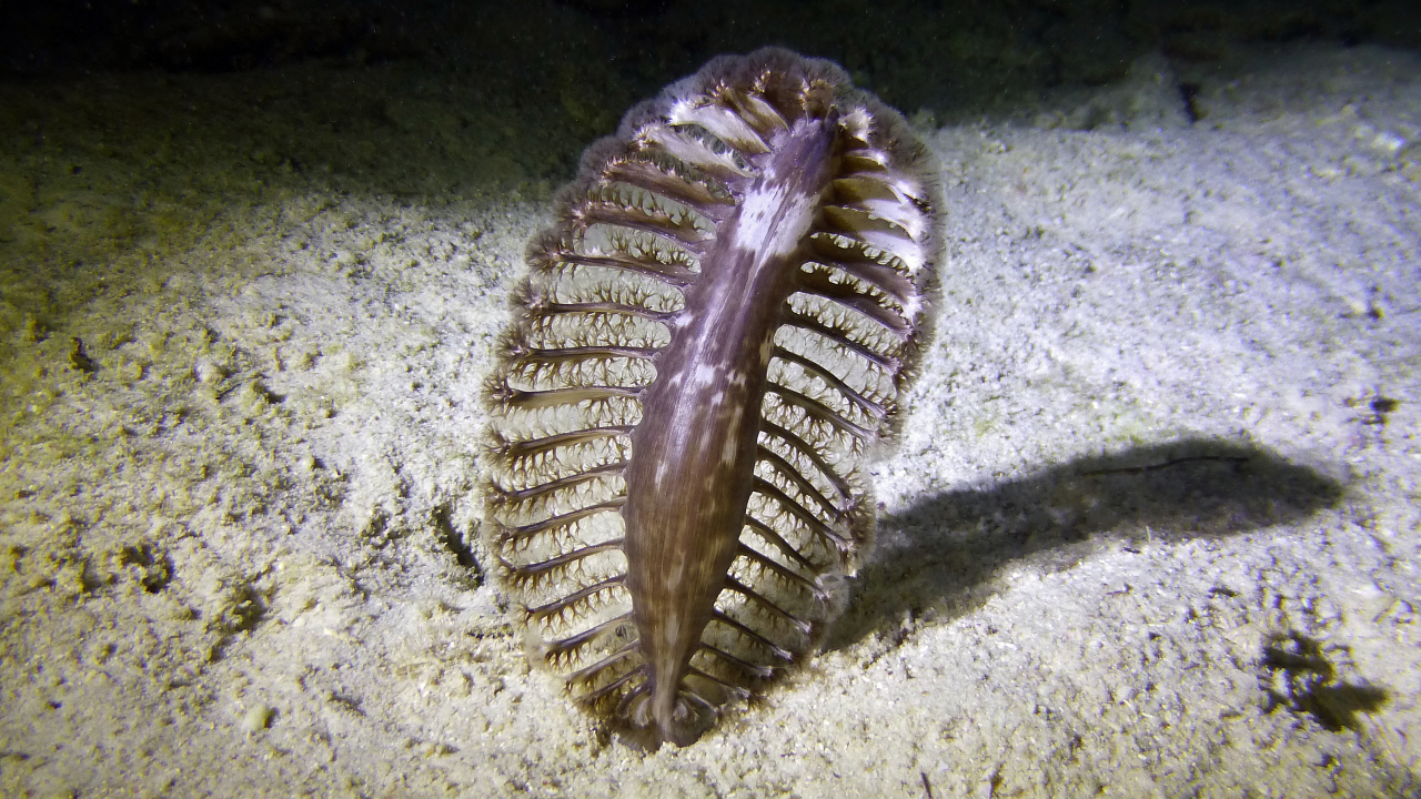 Pennatulacea sp. 2 Seefeder