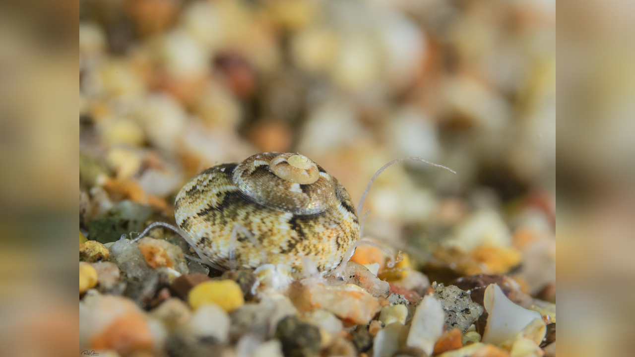 Ethalia guamensis Guam button top shell