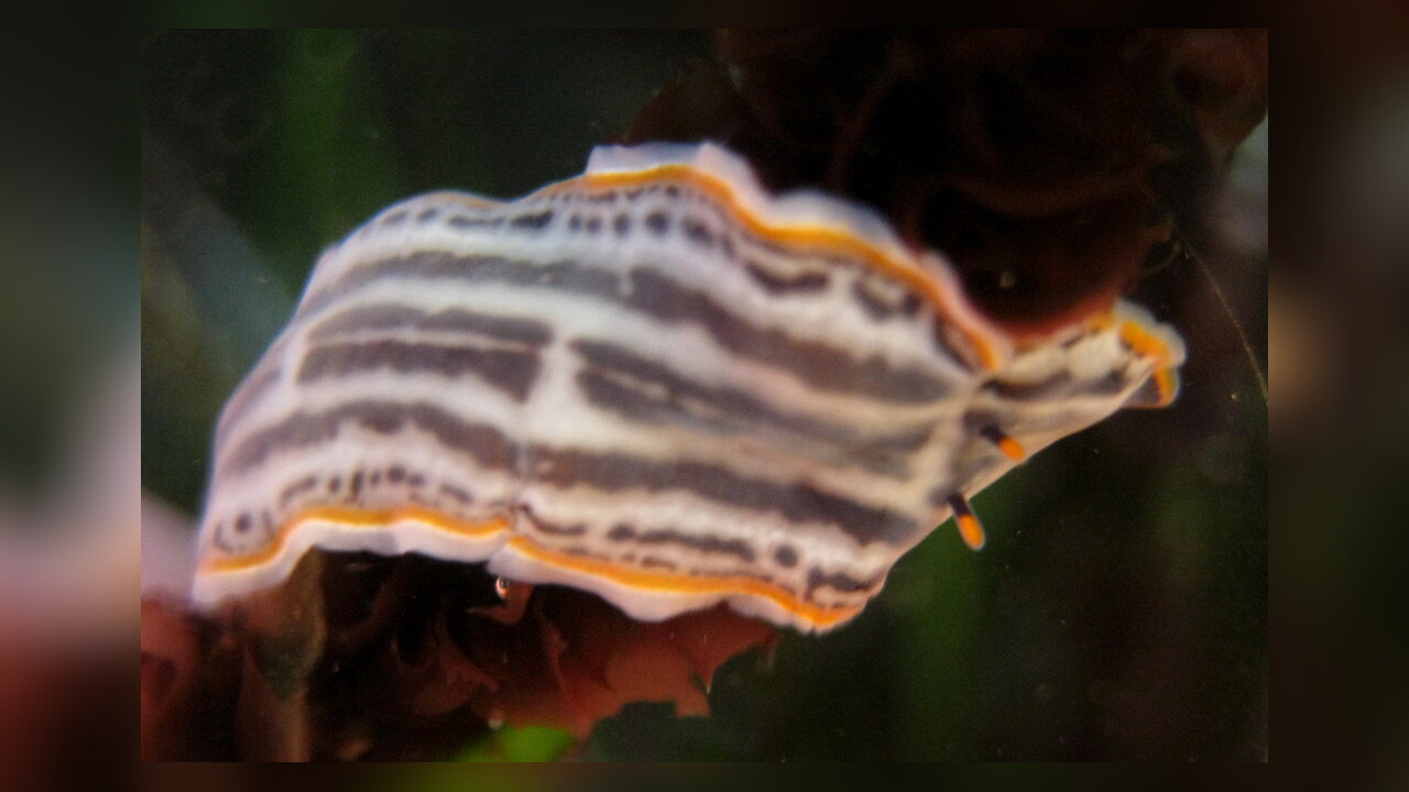 Stylochus sp.02 Strudelwurm