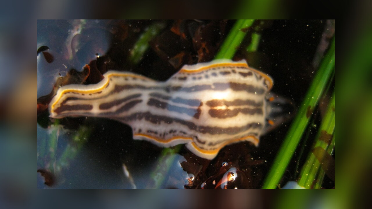 Stylochus sp.02 Strudelwurm