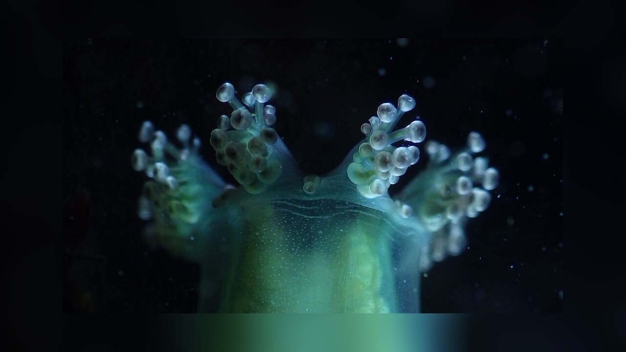 Manania handi Becherqualle