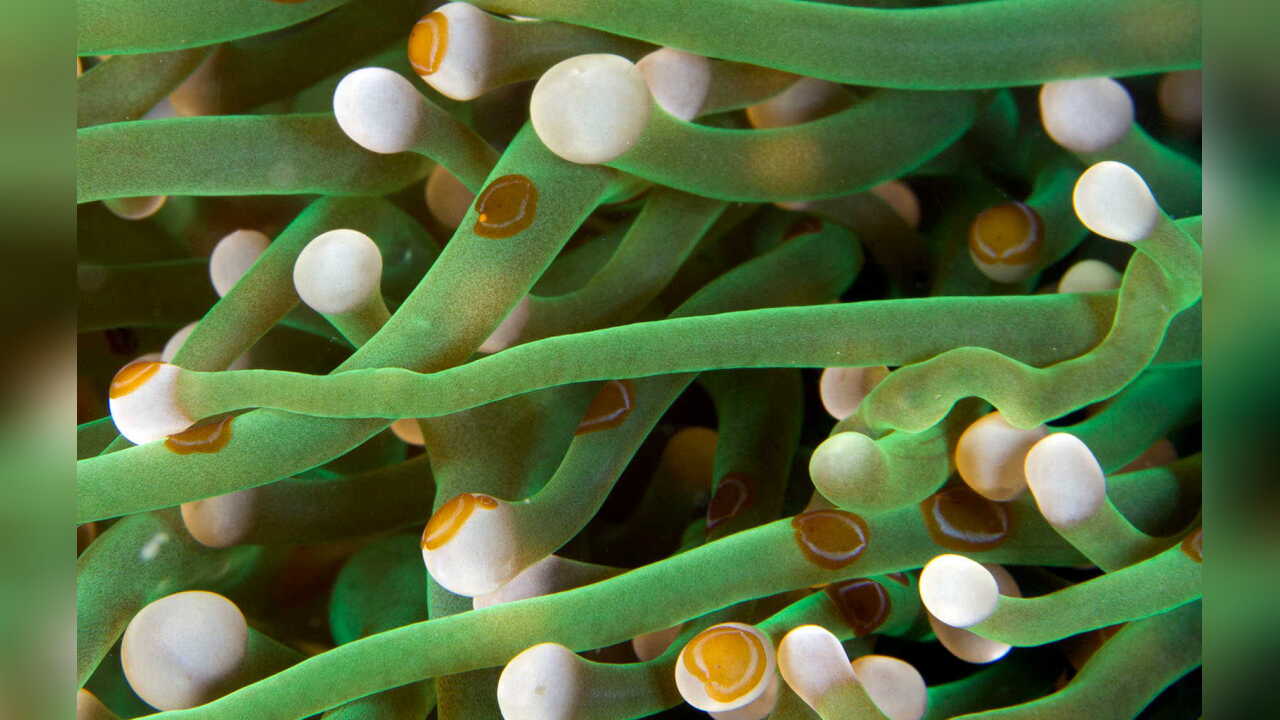 Waminoa sp.07 Korallenstrudelwurm