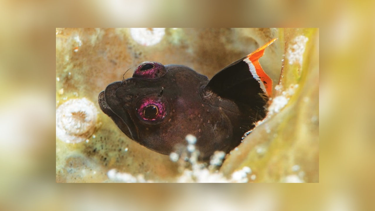 Emblemariopsis occidentalis Bahamas Red Banner Blenny, Blackfin Blenny