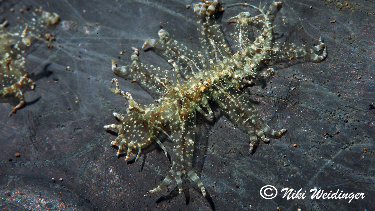 Melibe megaceras Solar Throw-Net Slug