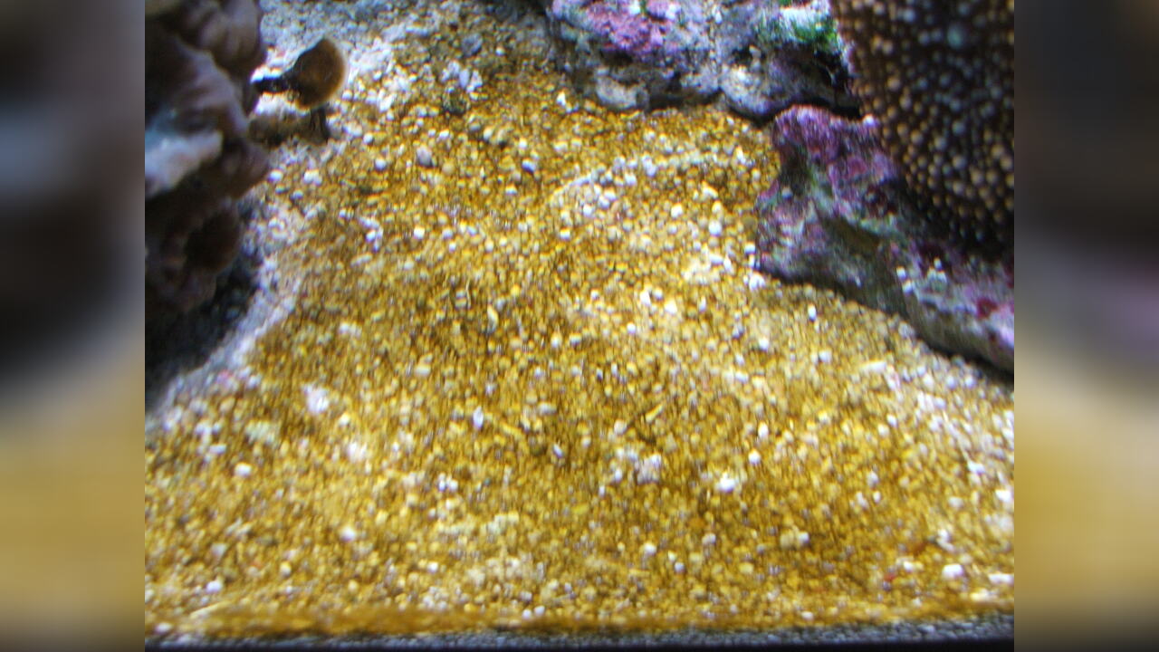 Chrysophyceae Chrysophyceen