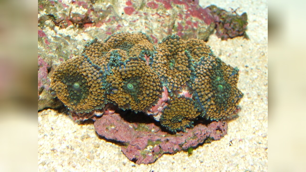 Ricordea florida Ricordia mushroom polyps, Florida corallimorpharian