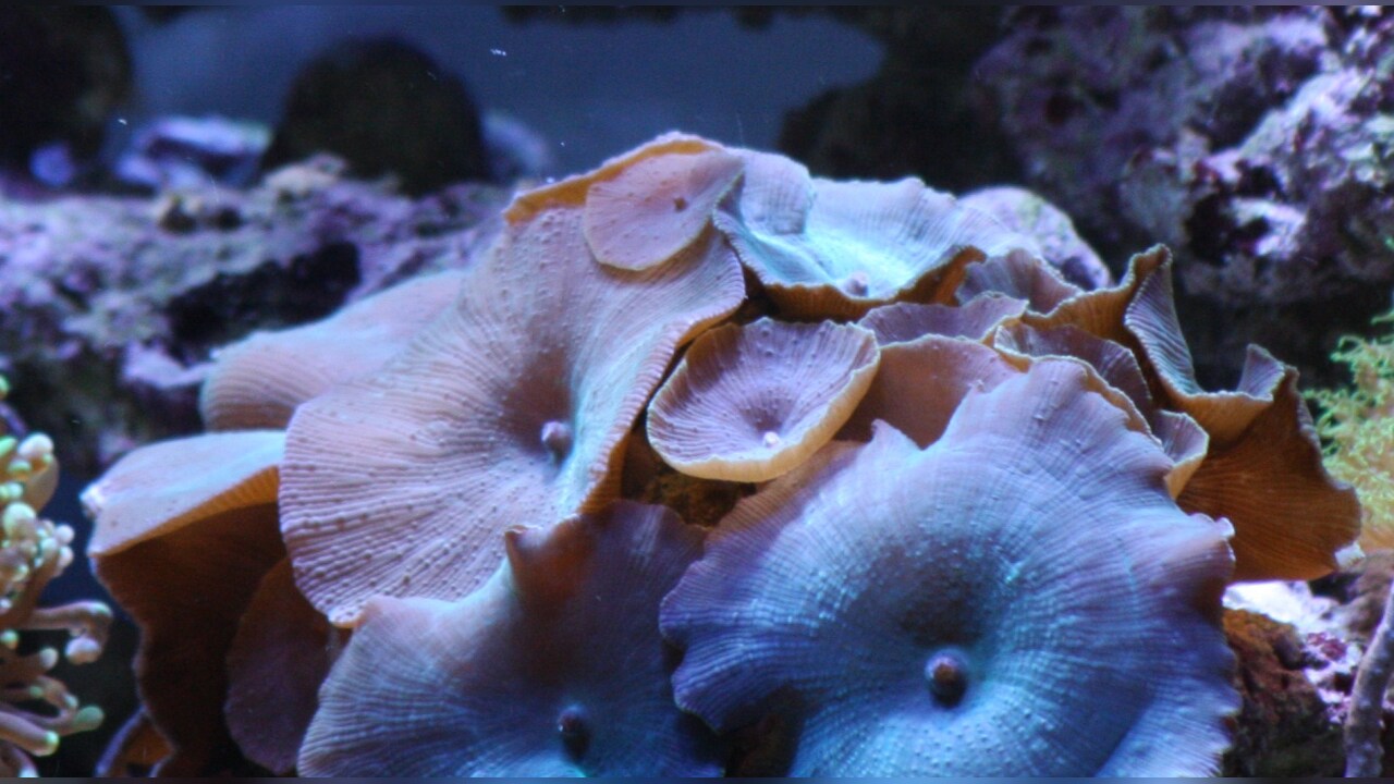 Discosoma sp. 20 Scheibenanemone