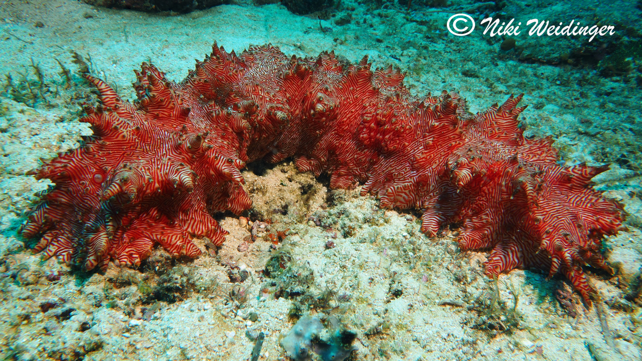 Thelenota rubralineata Red-lined sea cucumber , Candycane sea cucumber