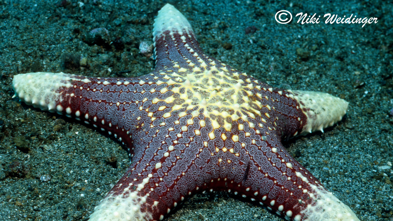 Pentaceraster sp. 01 Noppen - Walzen-Seestern