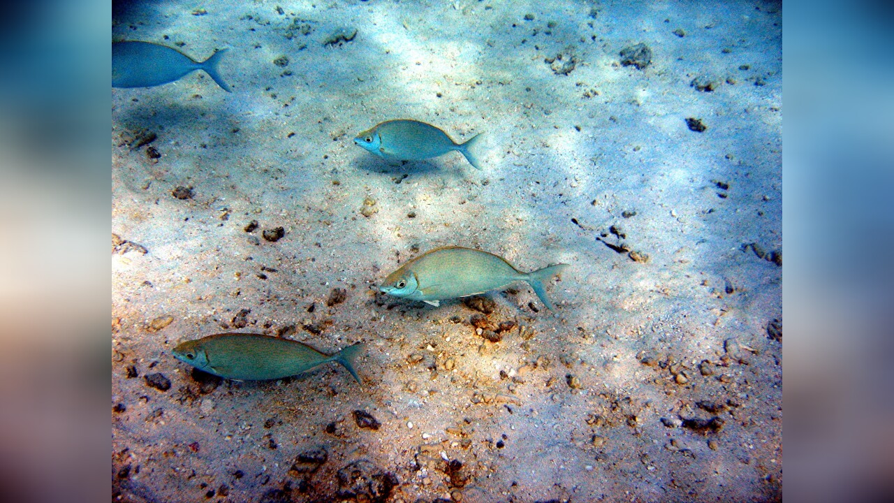 Siganus argenteus Streamlined Spinefoot, Forktail Rabbitfish, Schooling ...