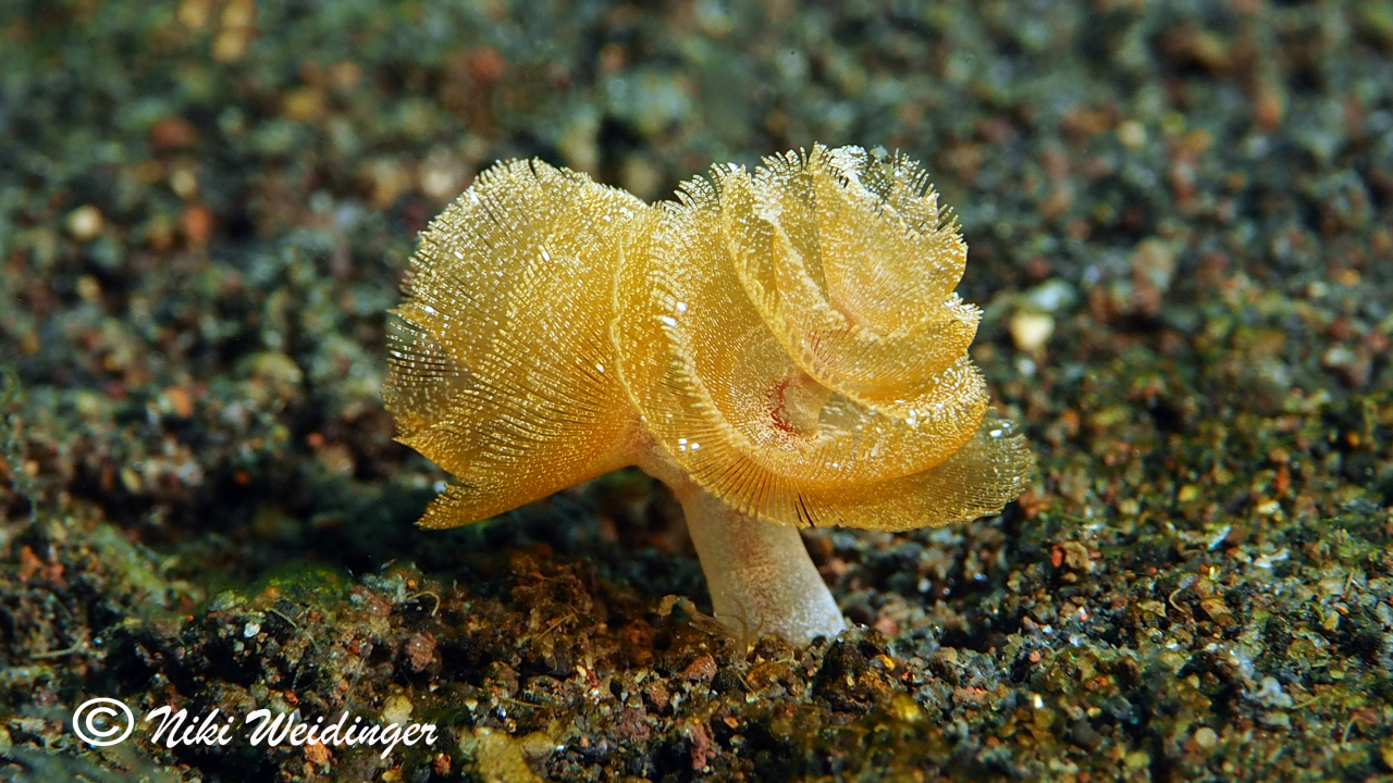 Phoronopsis harmeri Harmers Hufeisenwurm