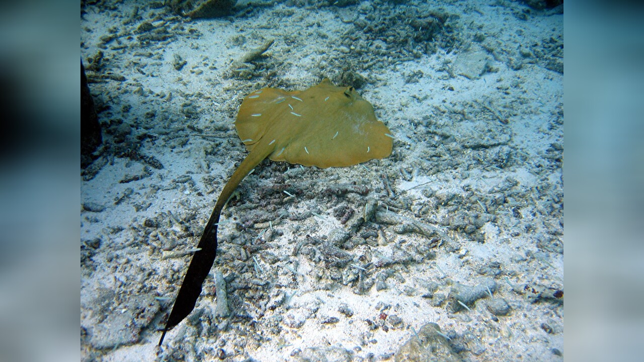 Pastinachus sephen Federschwanz-Stechrochen - Kuhschwanz-Rochen