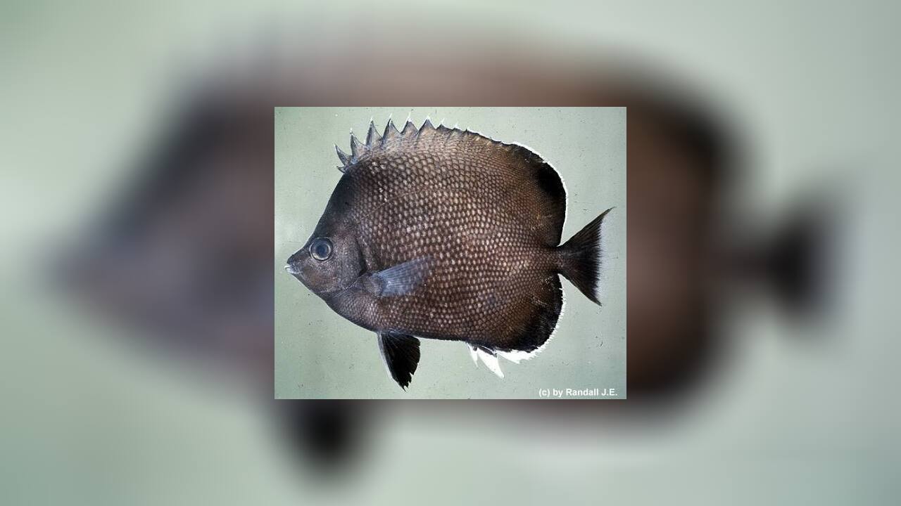 Chaetodon litus Easter Island butterflyfish