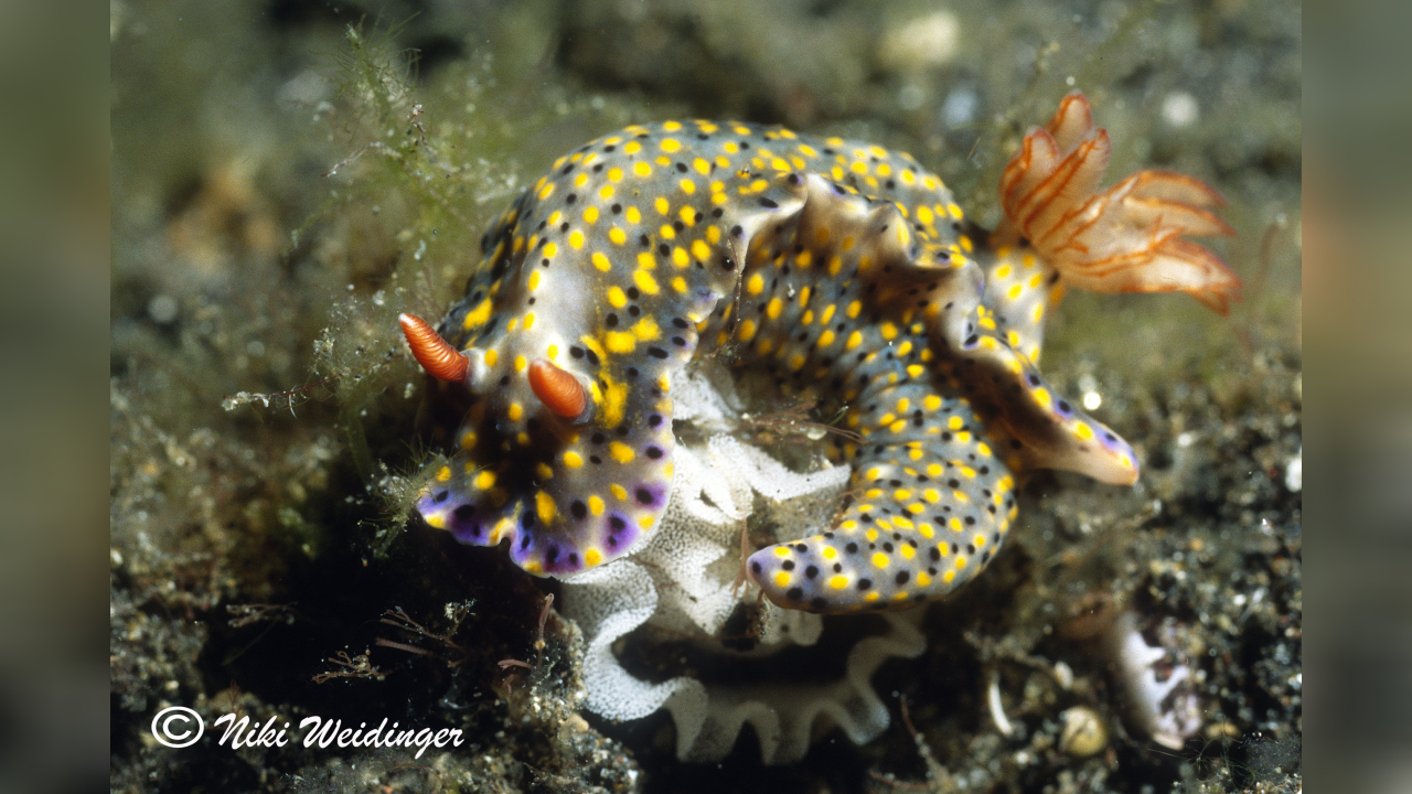 Hypselodoris confetti Prachtsternschnecke