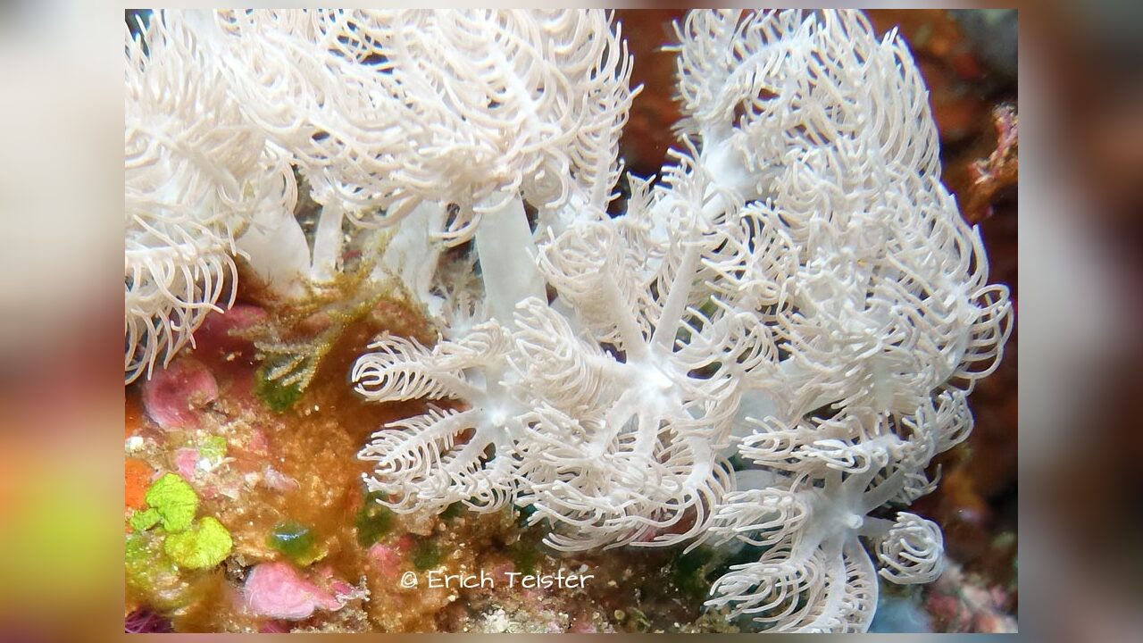 Anthelia sp. 01 Clove Polyp or Soft coral