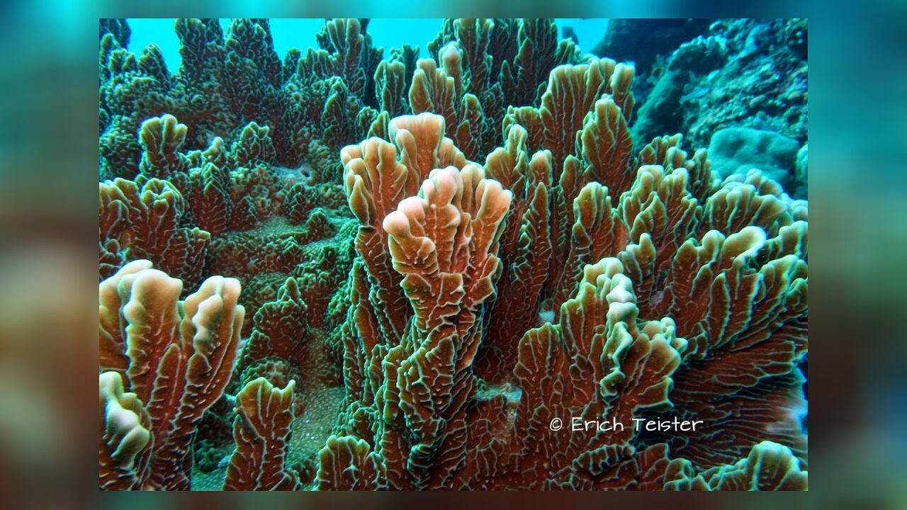 Millepora sp.01 Feuerkoralle
