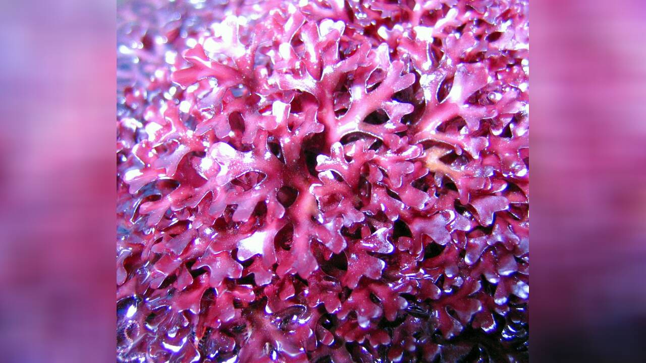 Gracilaria curtissiae Red Macroalgae or Ruby Red Alga