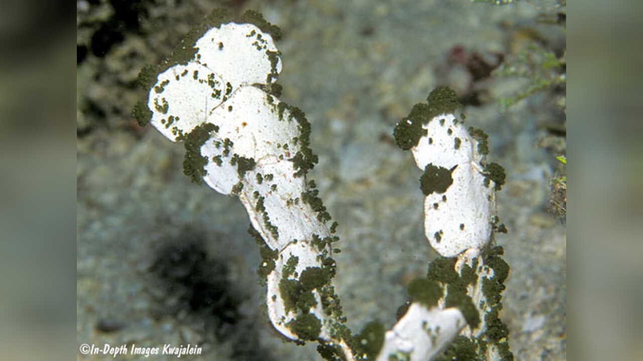 Halimeda macroloba Erect sea cactus