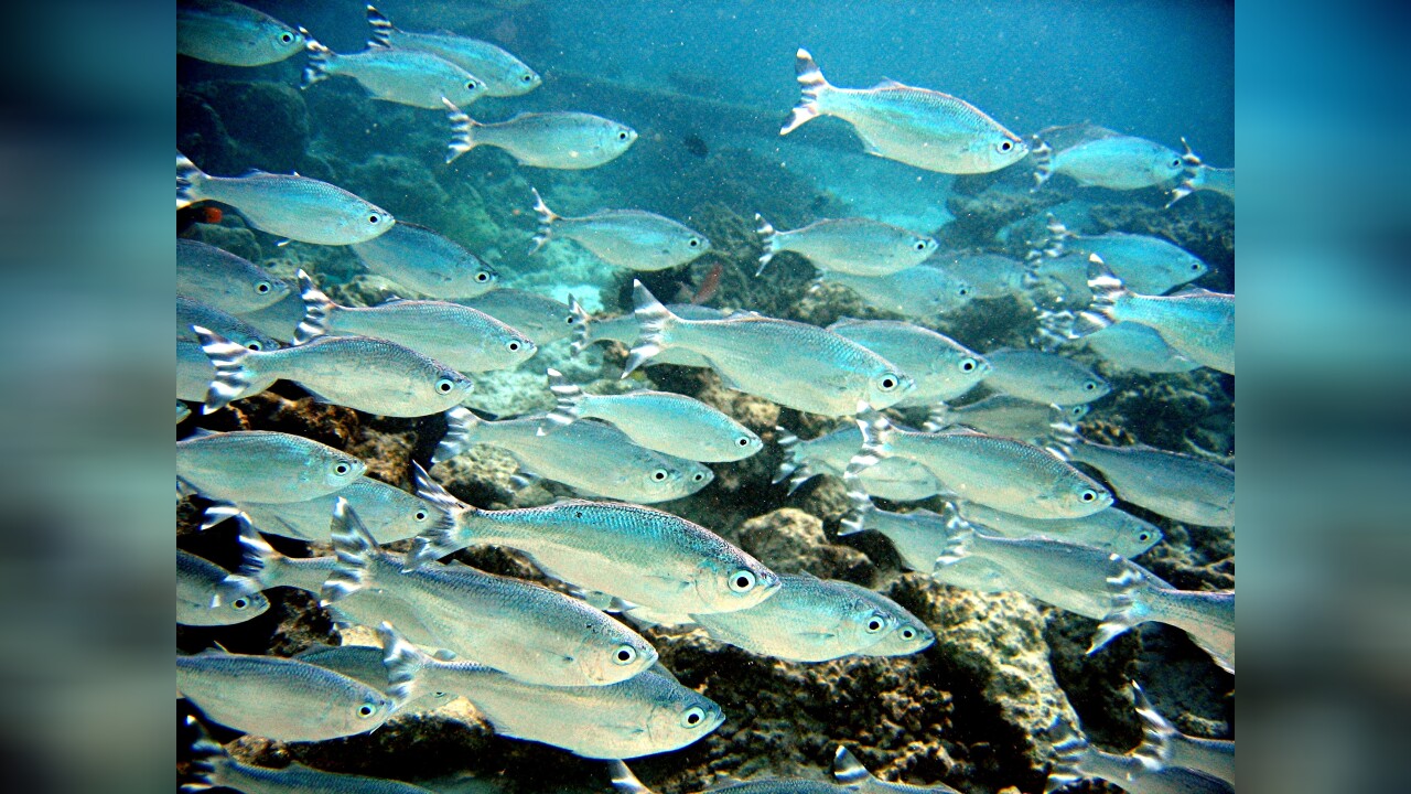 Kuhlia mugil Barred Flagtail