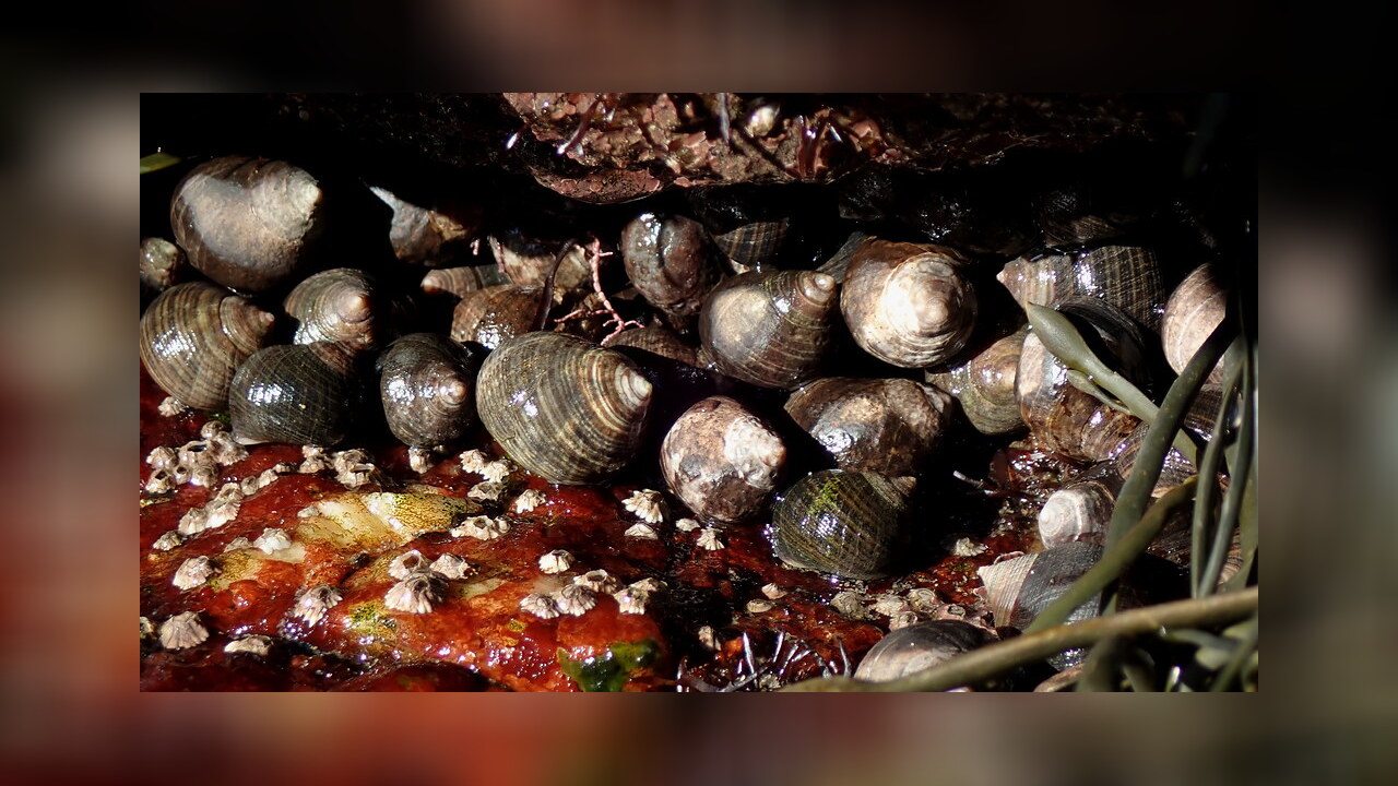 Littorina littorea Common Shore Periwinkle, Shore Periwinkle, Edible Winkle