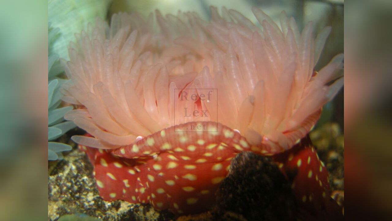 Actinia fragacea Pferdeaktinie oder Purpurrose